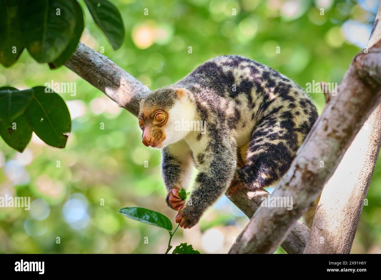 Waigeou cuscus or Waigeou spotted cuscus (Spilocuscus papuensis), Raja ...
