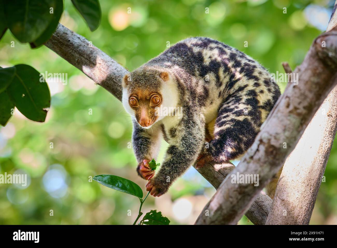 Waigeou cuscus or Waigeou spotted cuscus (Spilocuscus papuensis), Raja ...
