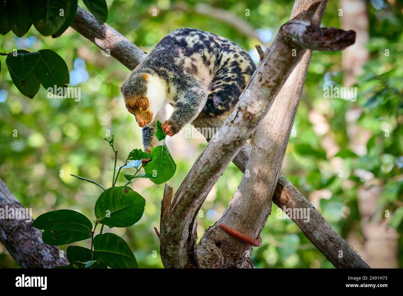 Waigeou cuscus or Waigeou spotted cuscus (Spilocuscus papuensis), Raja ...