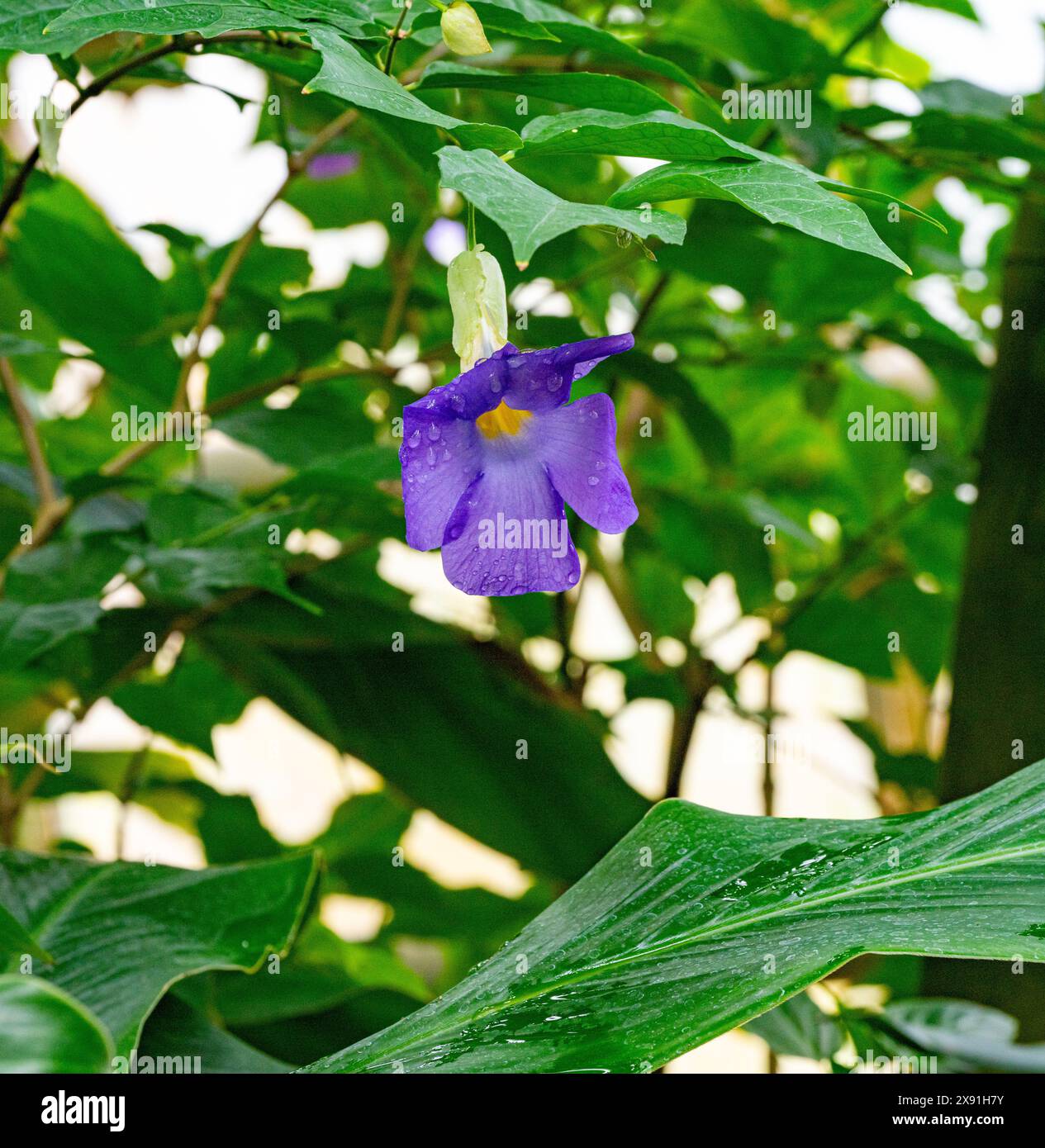 Flower of Thunbergia erecta or bush clockvine, potato bush Stock Photo ...
