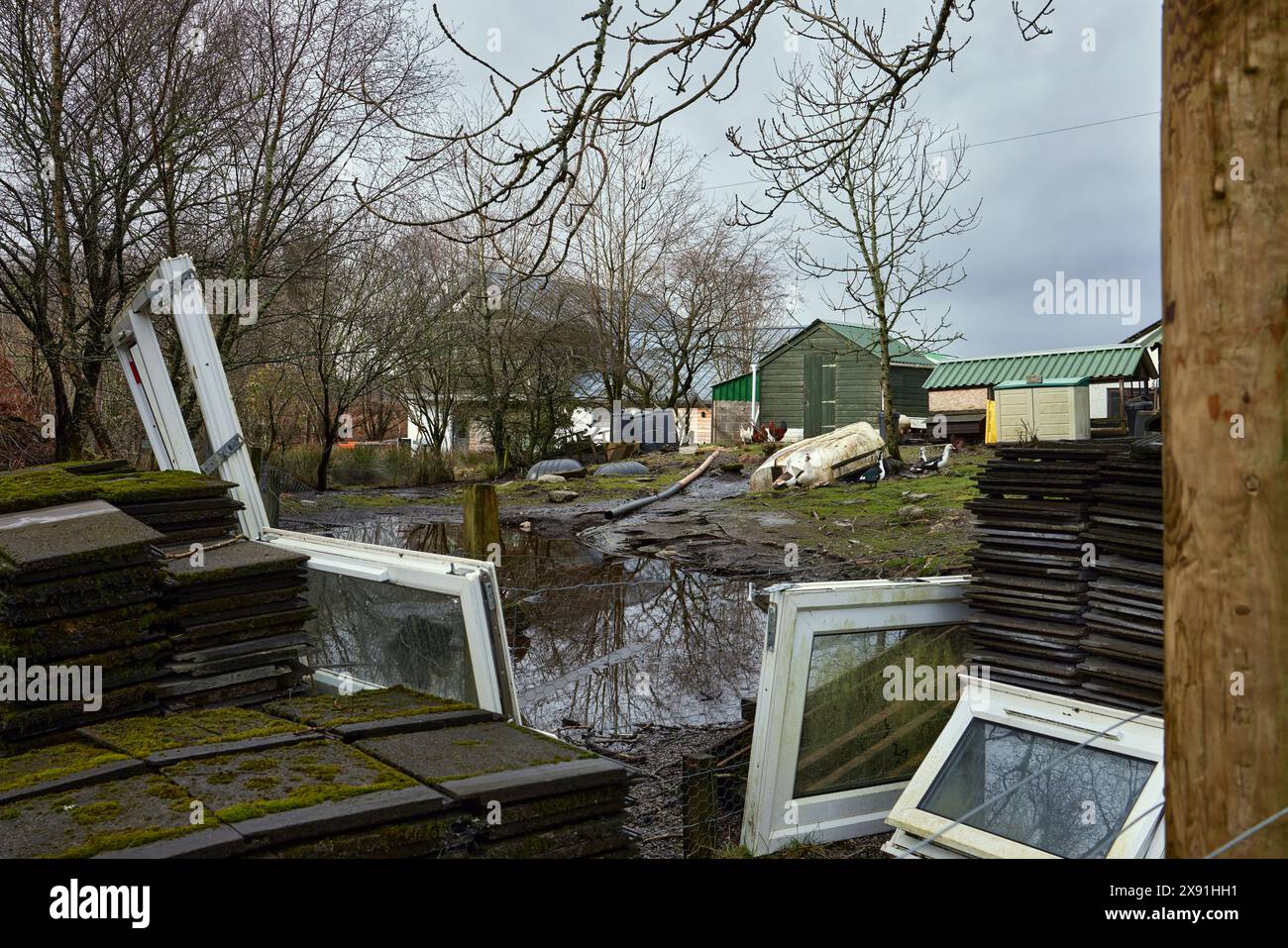 Farm chickens scotland hi-res stock photography and images - Alamy