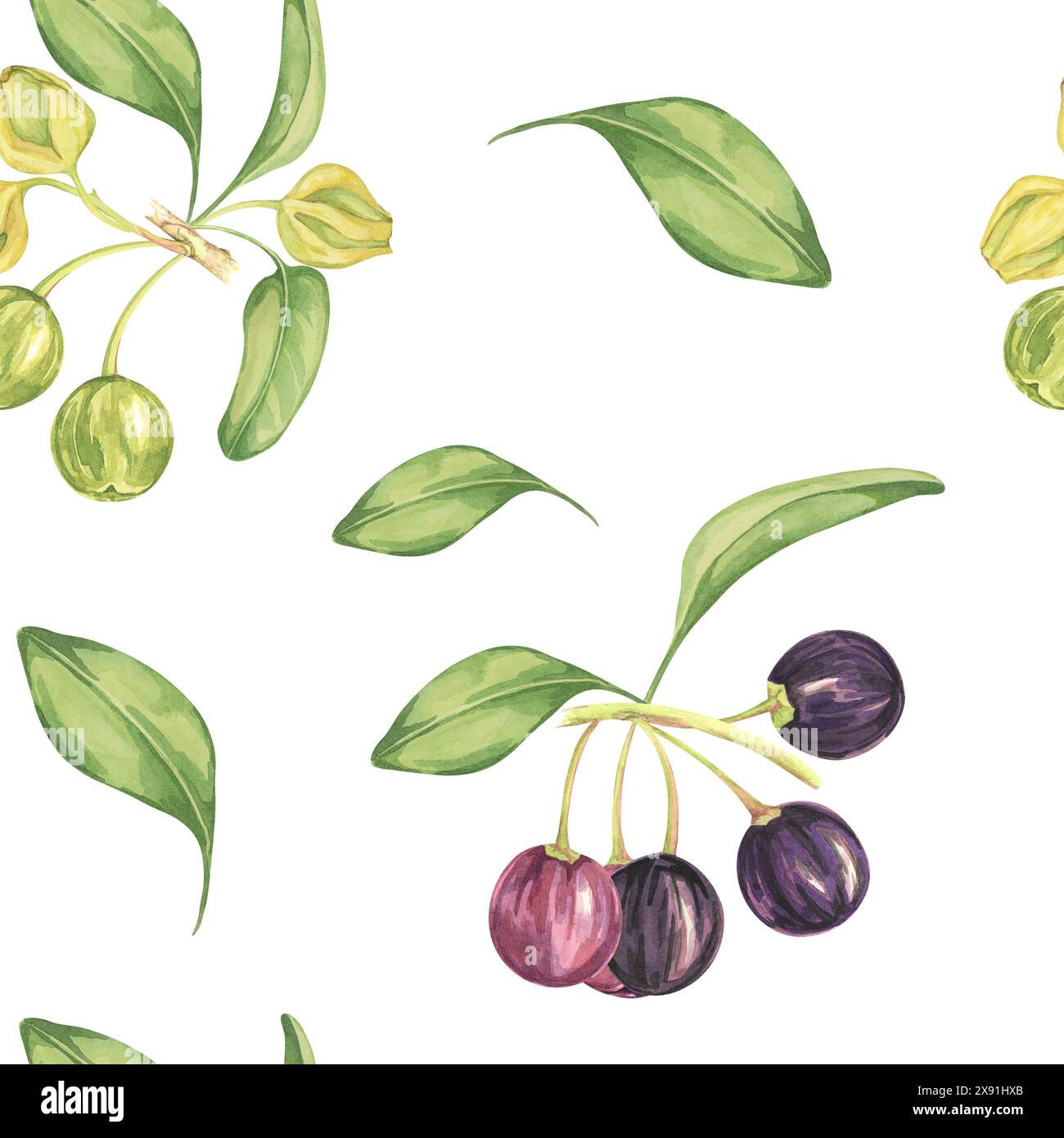 Maqui aristotelia chilensis Cut Out Stock Images & Pictures - Alamy