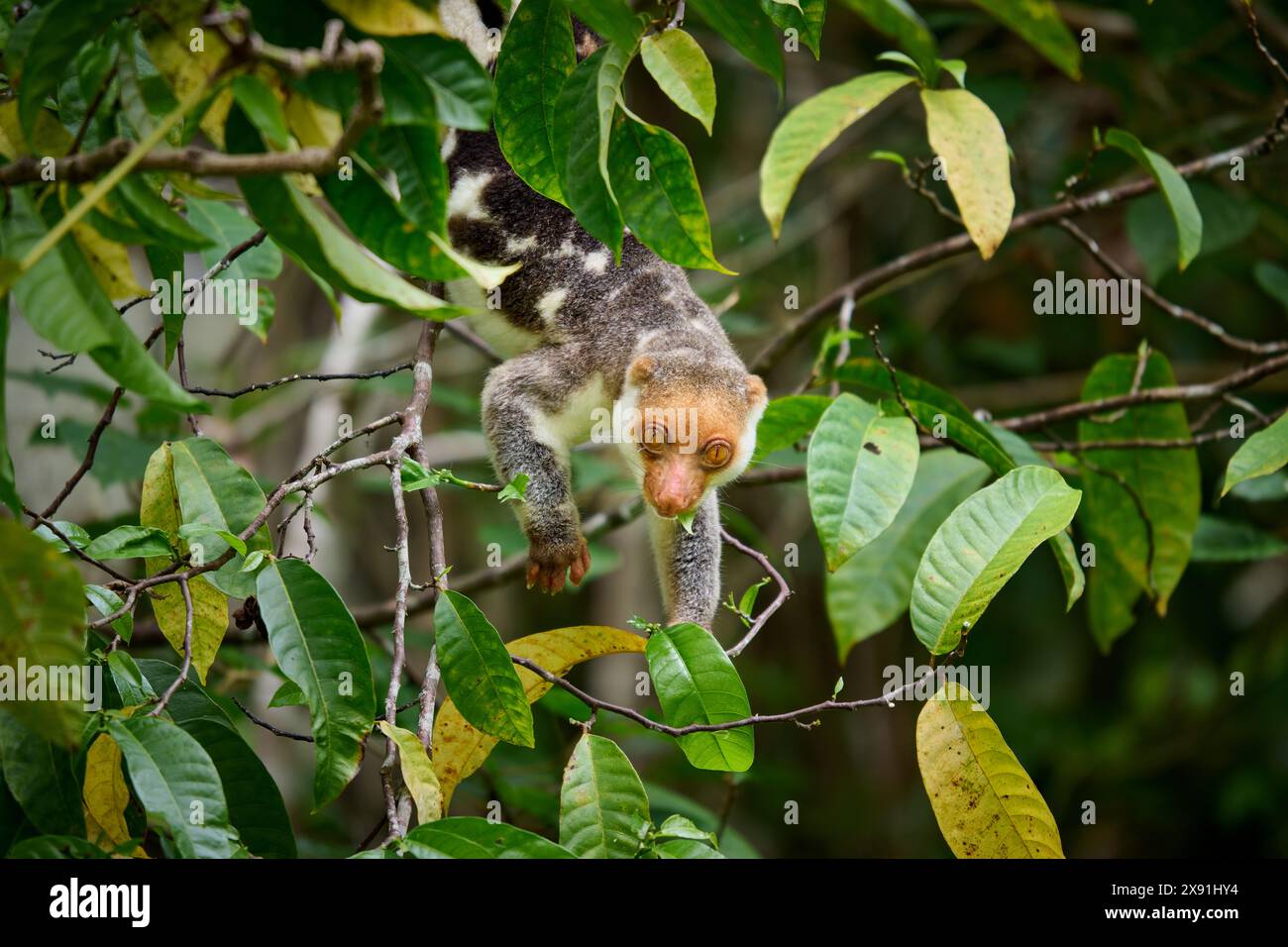 Waigeou cuscus or Waigeou spotted cuscus (Spilocuscus papuensis), Raja ...