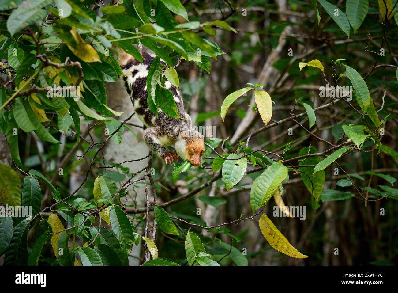 Spilocuscus papuensis hi-res stock photography and images - Alamy