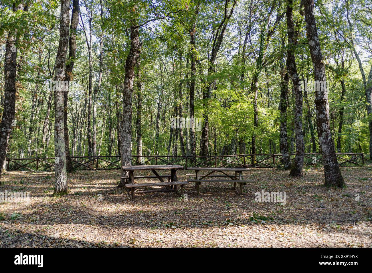 Foresta Umbra, forest natural reserve, UNESCO World Heritage Site ...