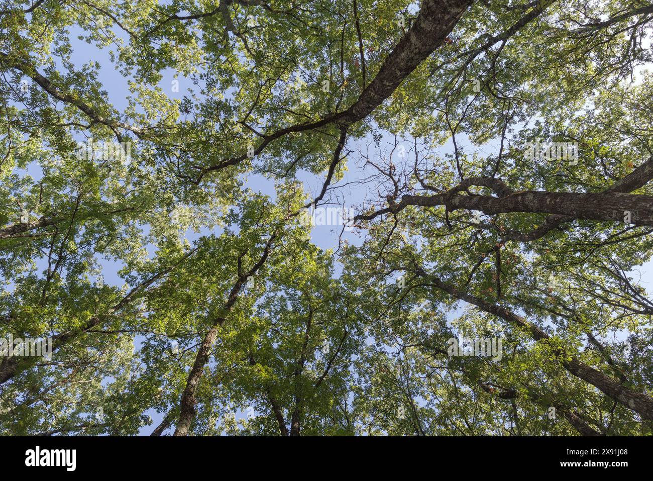 Foresta Umbra, forest natural reserve, UNESCO World Heritage Site ...