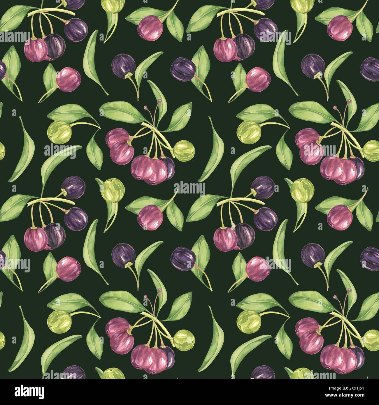 Aristotelia chilensis hi-res stock photography and images - Alamy