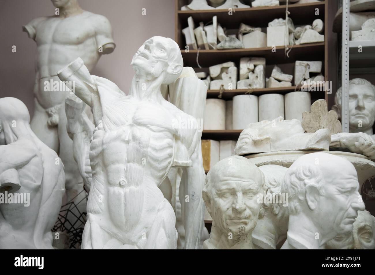 Anatomical sculptures for teaching drawing . gypsum head and bust ...