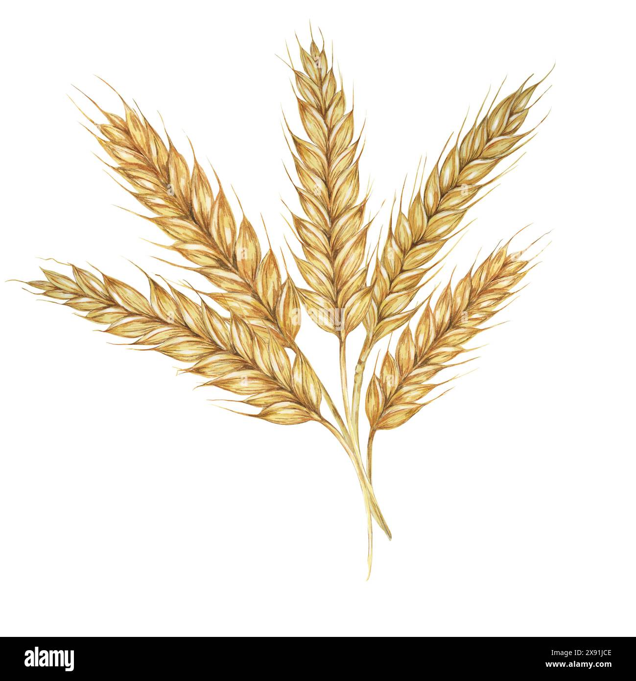 Wheat ears, stalks of barley golden cereal grain spikes. Watercolor ...