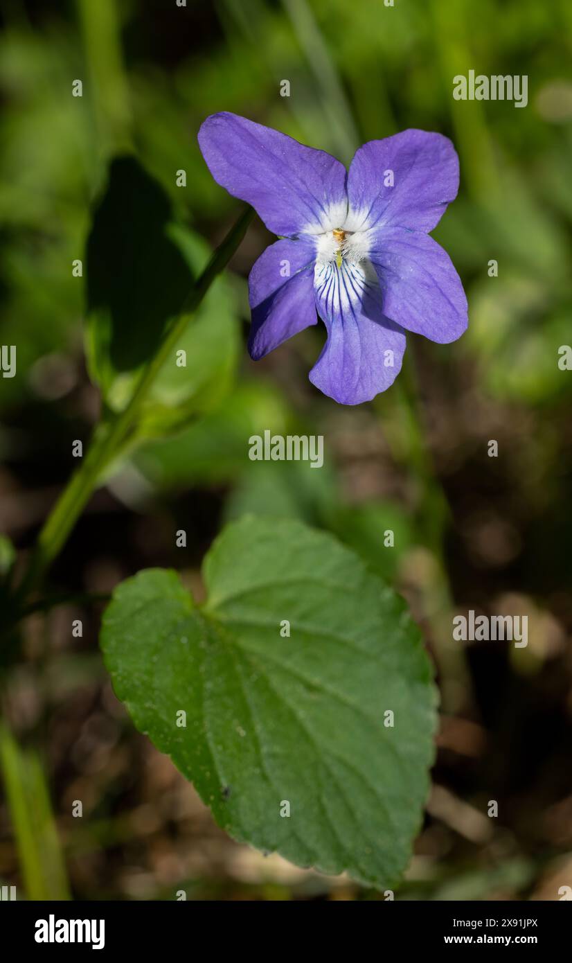 Dog violet leaves hi-res stock photography and images - Alamy