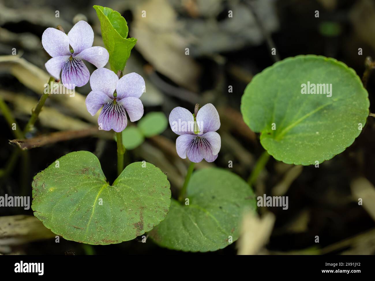 Alpine marsh violet flowering Stock Photo - Alamy