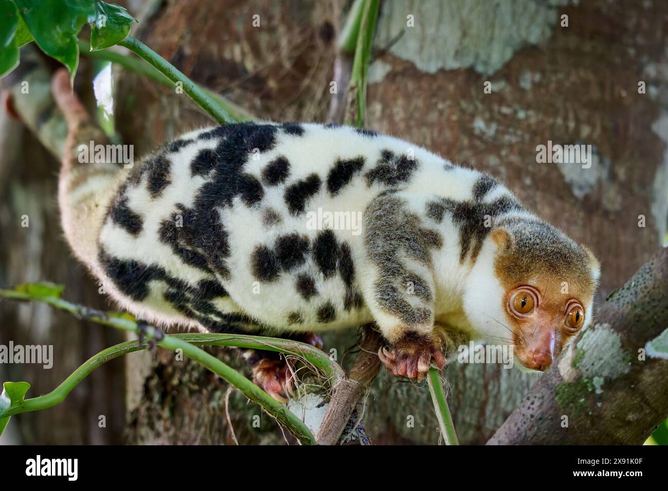 Waigeou cuscus or Waigeou spotted cuscus (Spilocuscus papuensis), Raja ...
