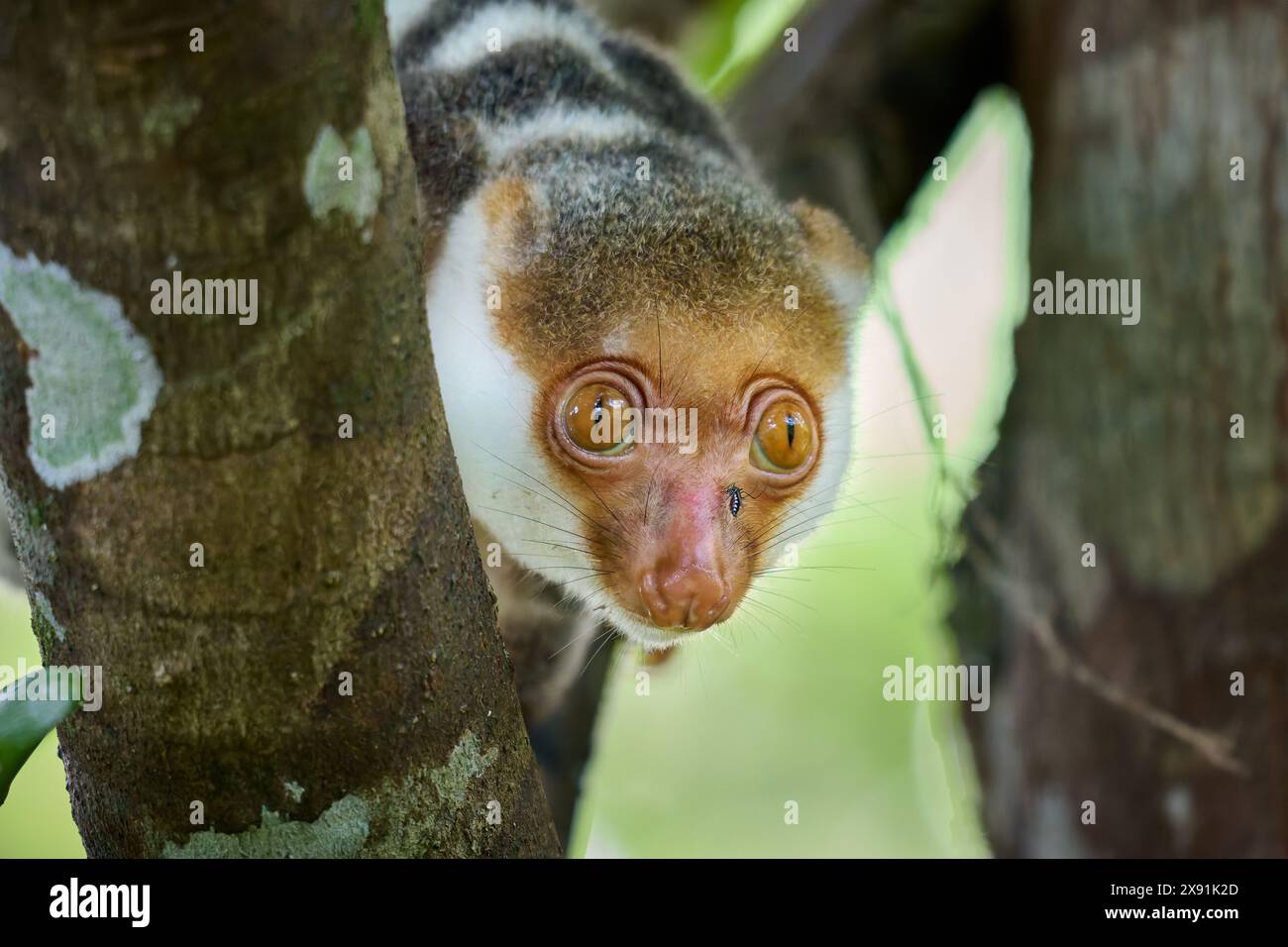Waigeou cuscus or Waigeou spotted cuscus (Spilocuscus papuensis), Raja ...