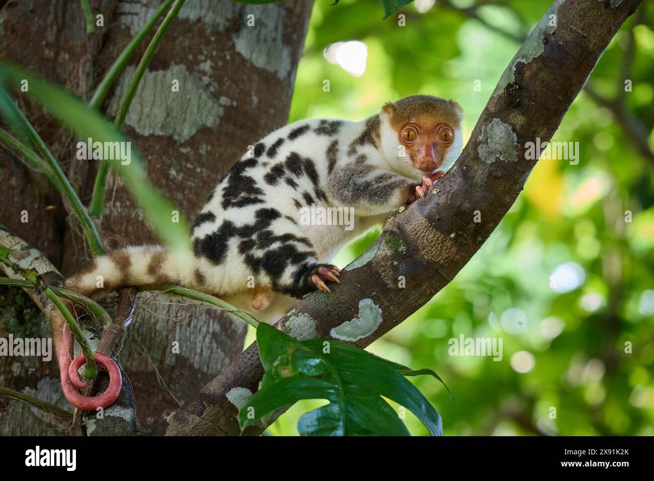 Waigeou cuscus or Waigeou spotted cuscus (Spilocuscus papuensis), Raja ...