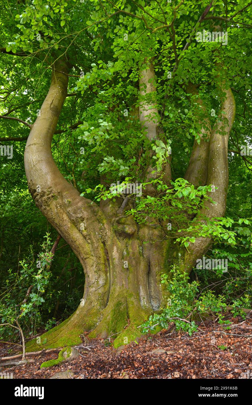 Pollarded beech tree hi-res stock photography and images - Alamy