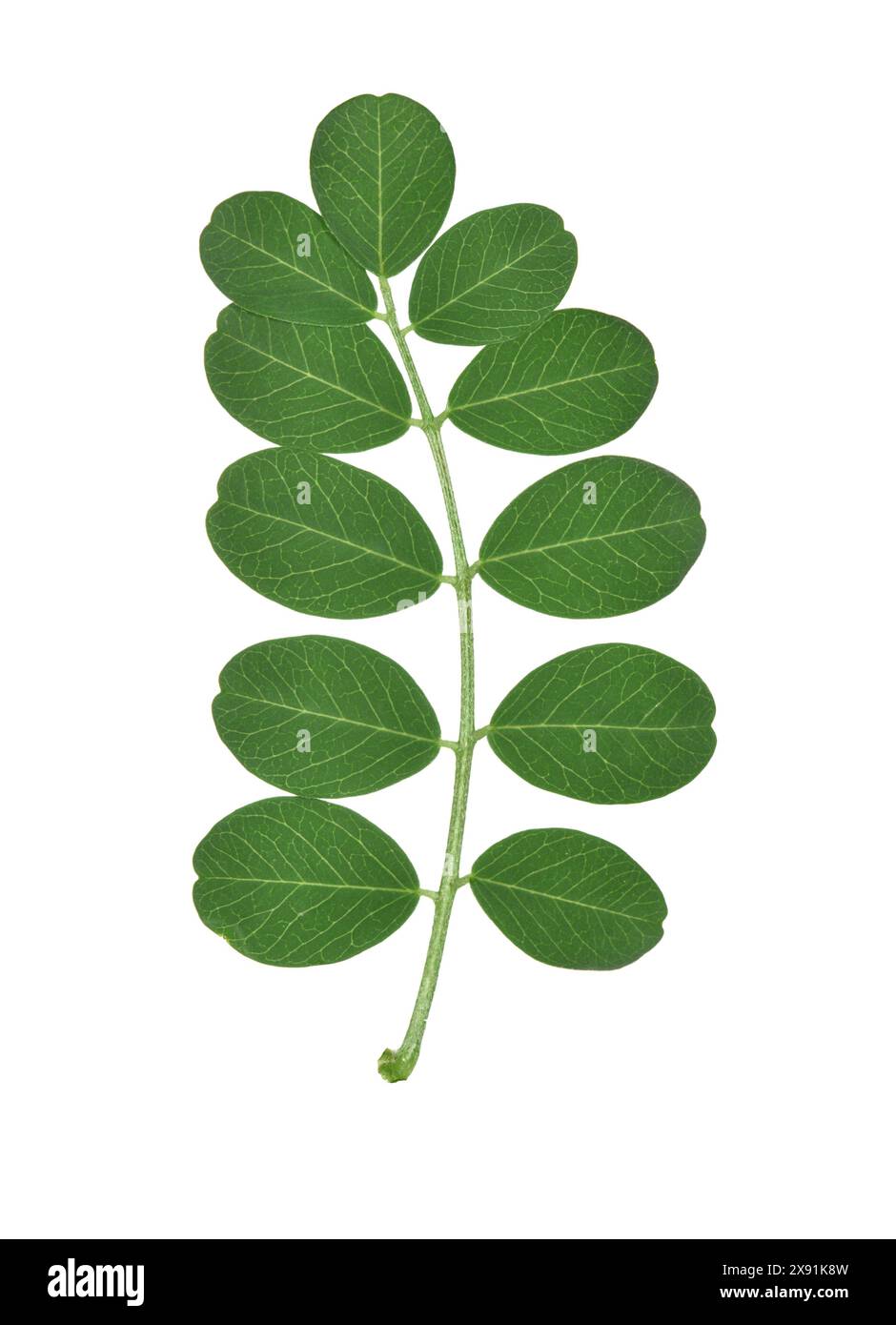 Colutea arborescens tree bladder hi-res stock photography and images ...