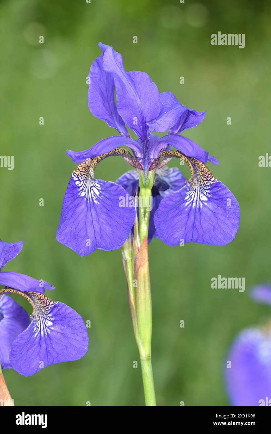 Blue Iris - Iris spuria Stock Photo - Alamy