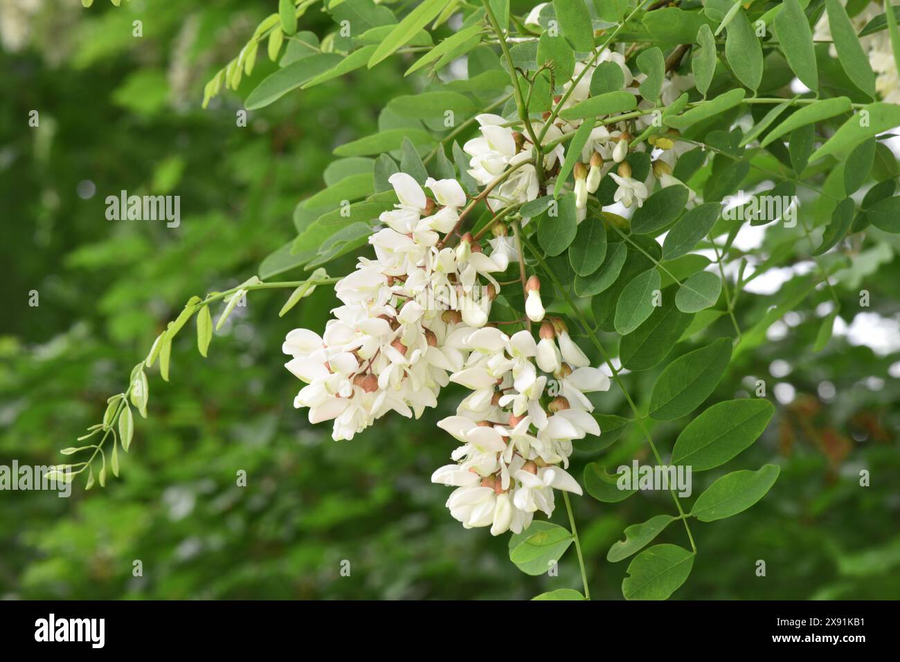 False acacia robinia hi-res stock photography and images - Alamy