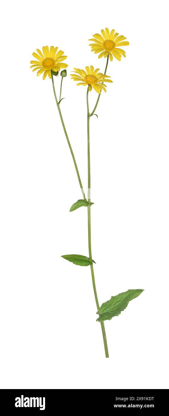 Bane Cut Out Stock Images & Pictures - Alamy