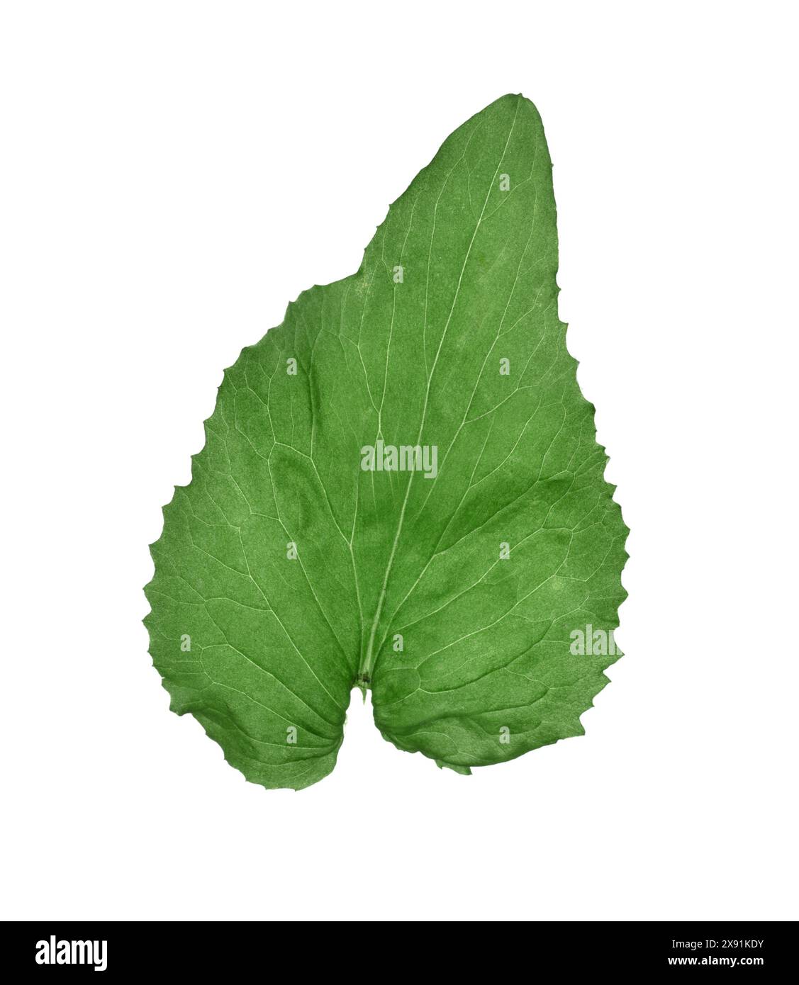 Leopards bane Cut Out Stock Images & Pictures - Alamy