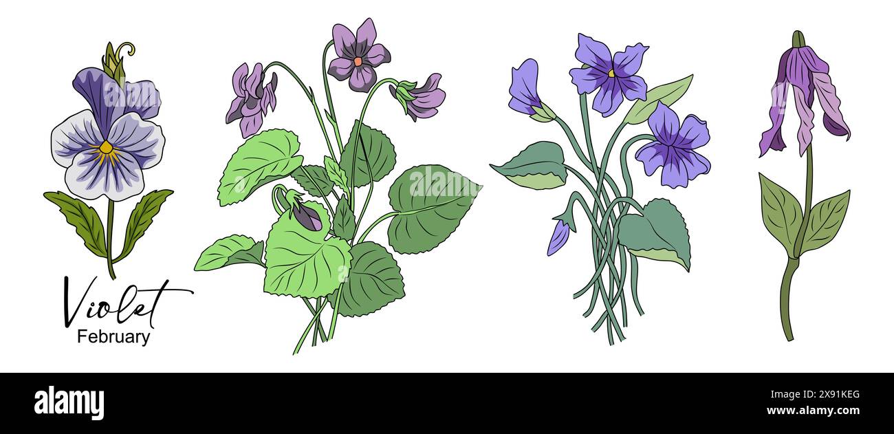 Set of Viola, Violet colored outline drawings Stock Vector Image & Art ...