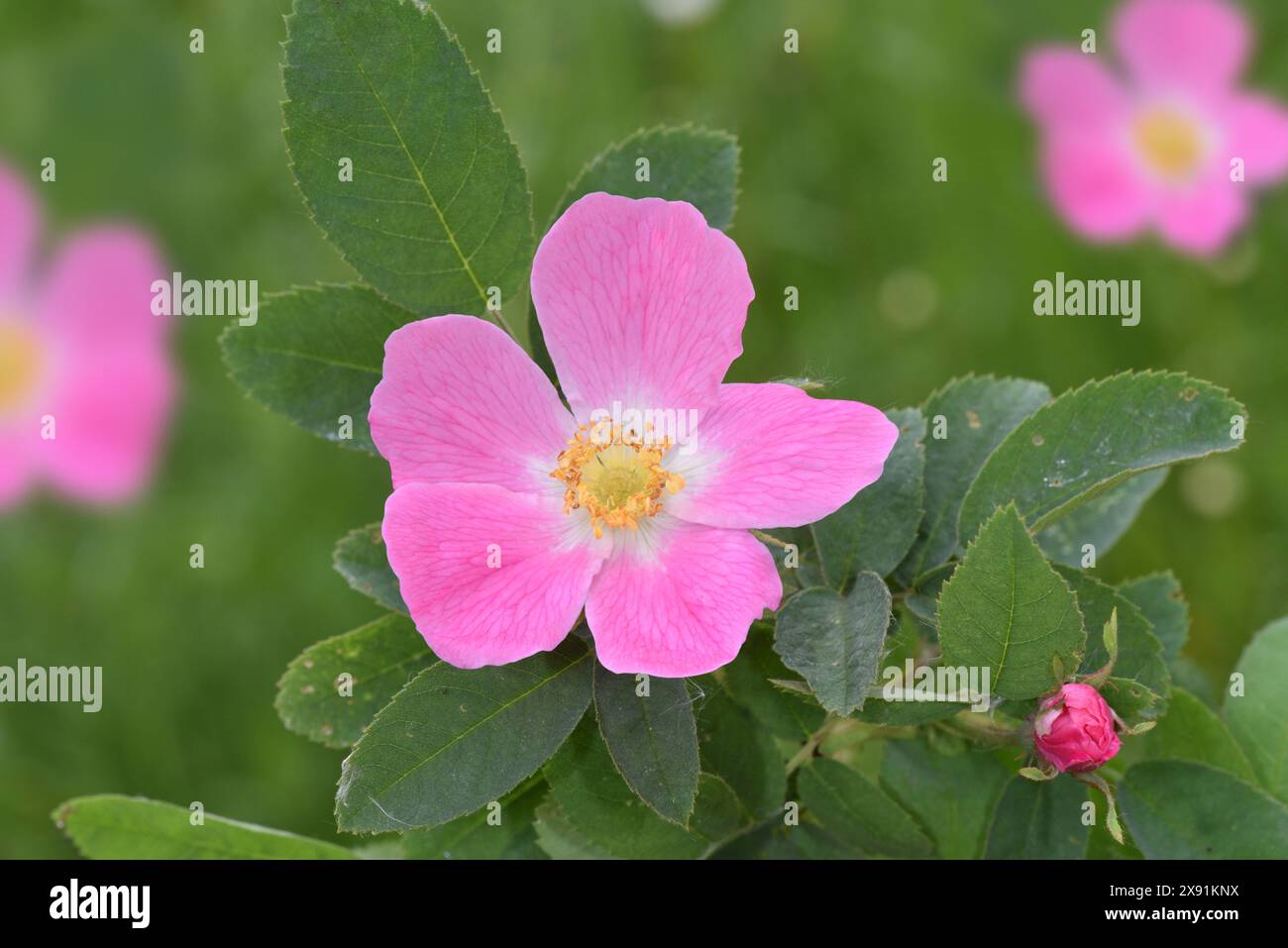 Soft downy rose rosa mollis hi-res stock photography and images - Alamy