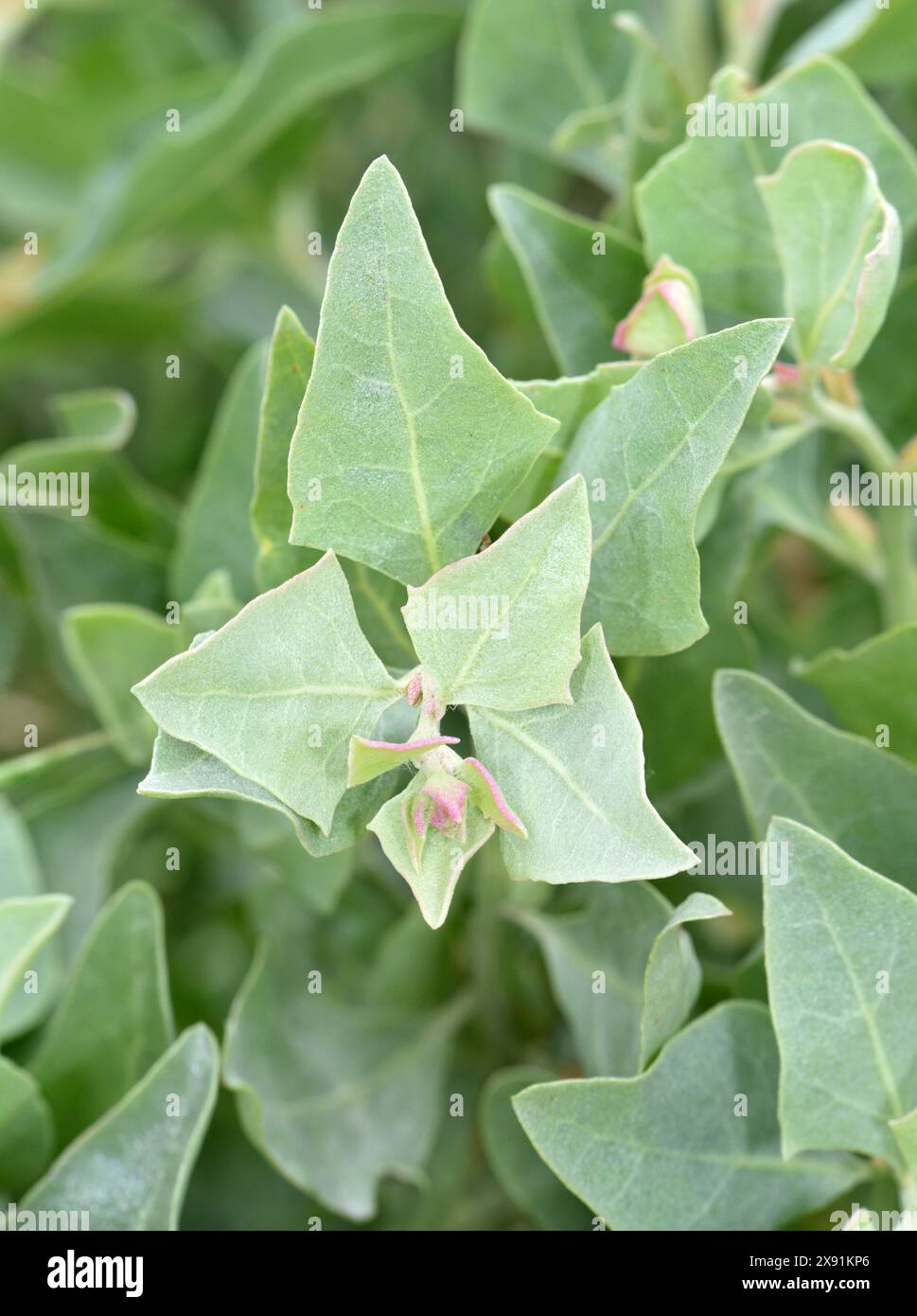 Atriplex halimus hi-res stock photography and images - Alamy