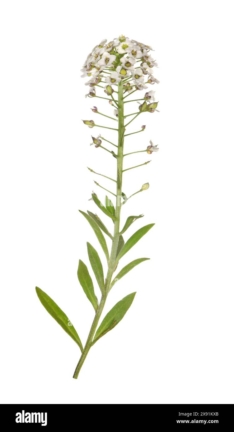 'alison Cut Out Stock Images & Pictures - Alamy