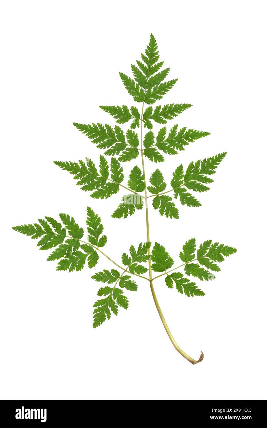 Sweet Cicely - Myrrhis odorata Stock Photo - Alamy