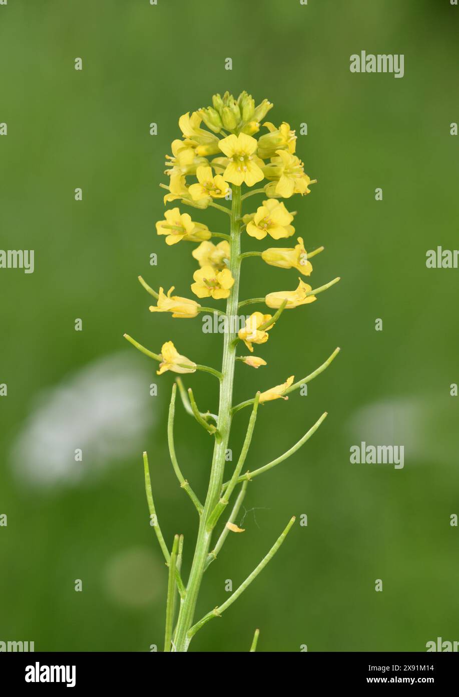 Winter-cress - Barbarea vulgaris Stock Photo - Alamy