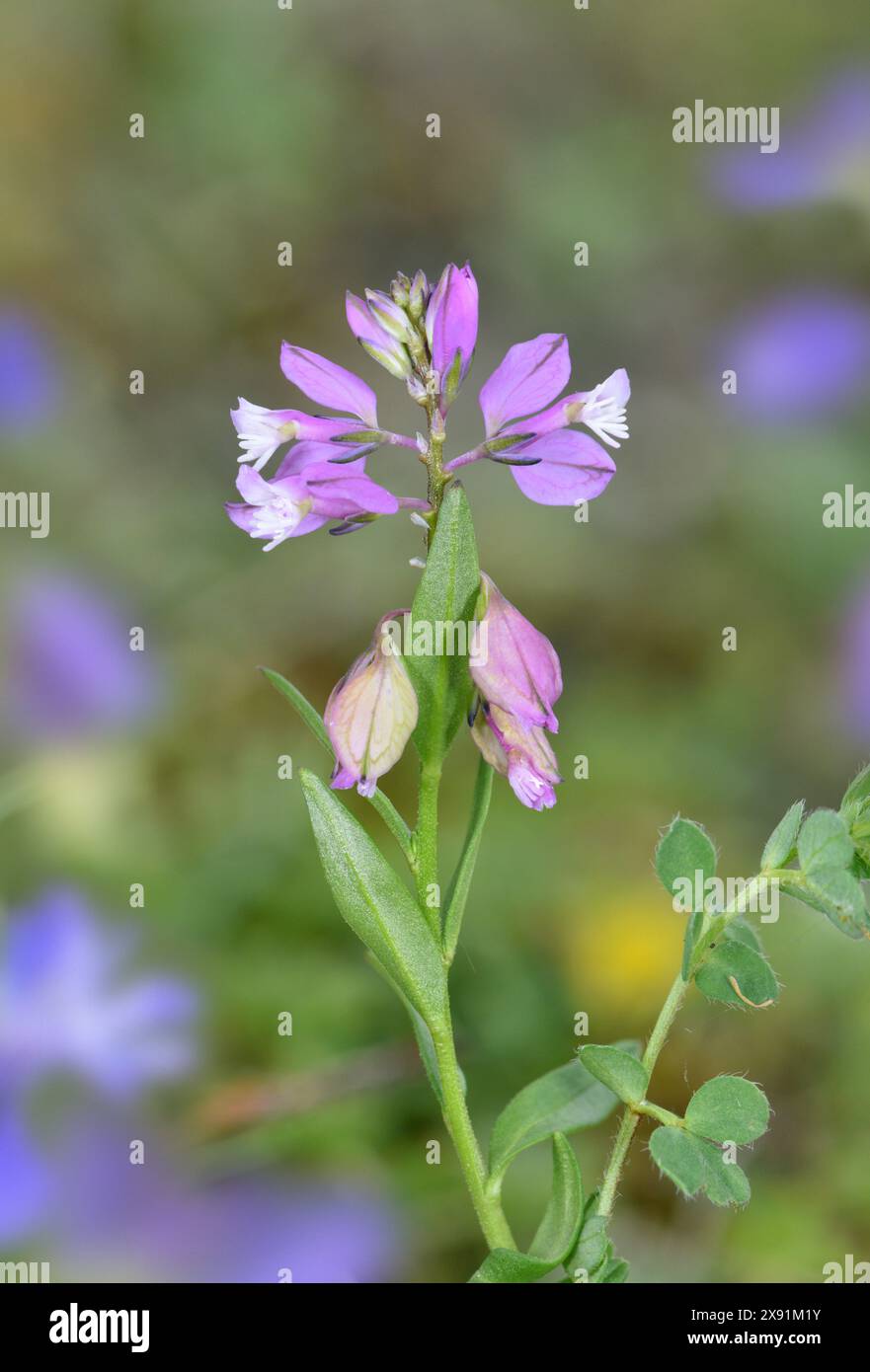 Common Milkwort - Polygala vulgaris Stock Photo - Alamy