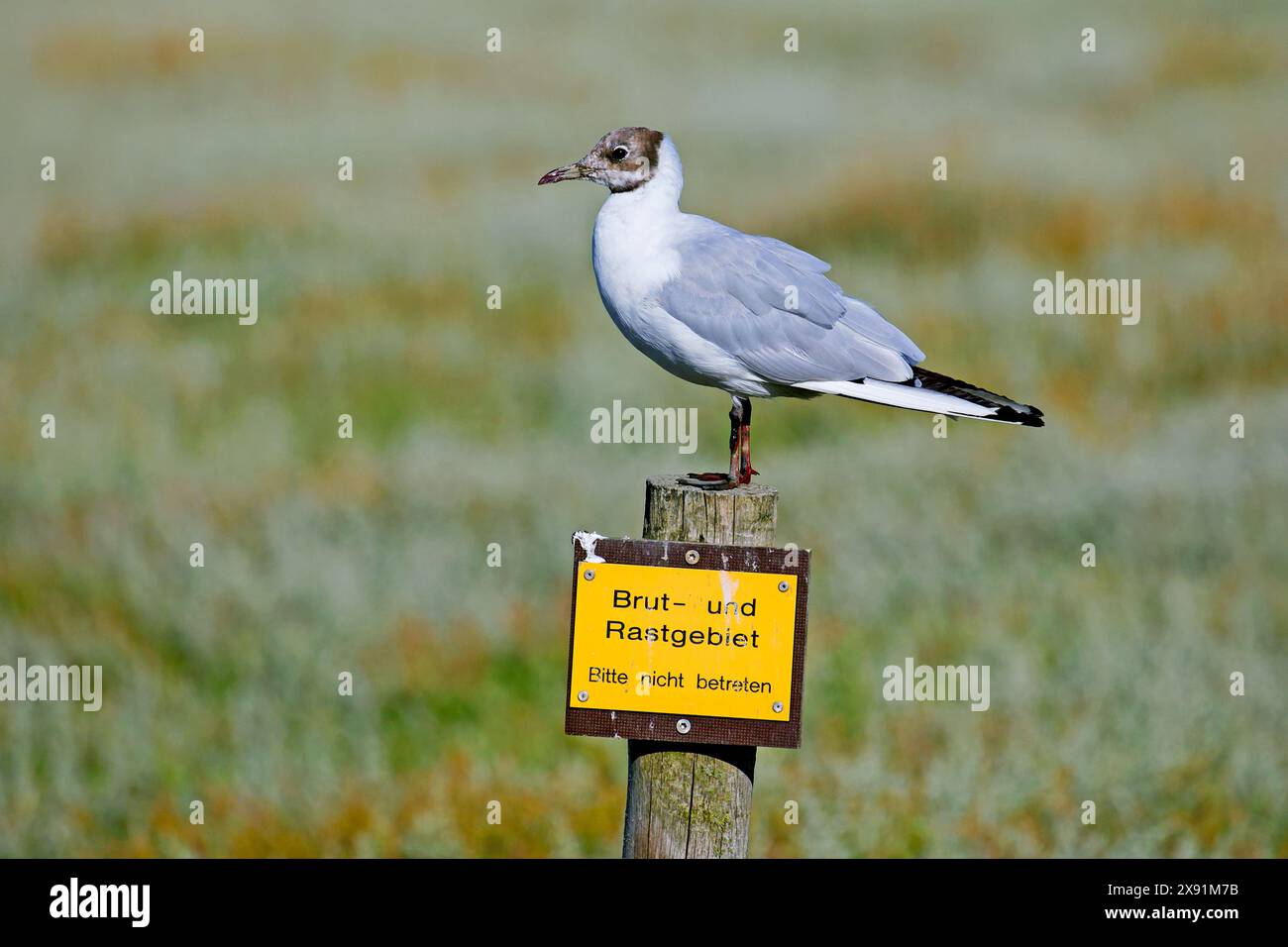 Black-headed gull (Chroicocephalus ridibundus) in transition / non ...