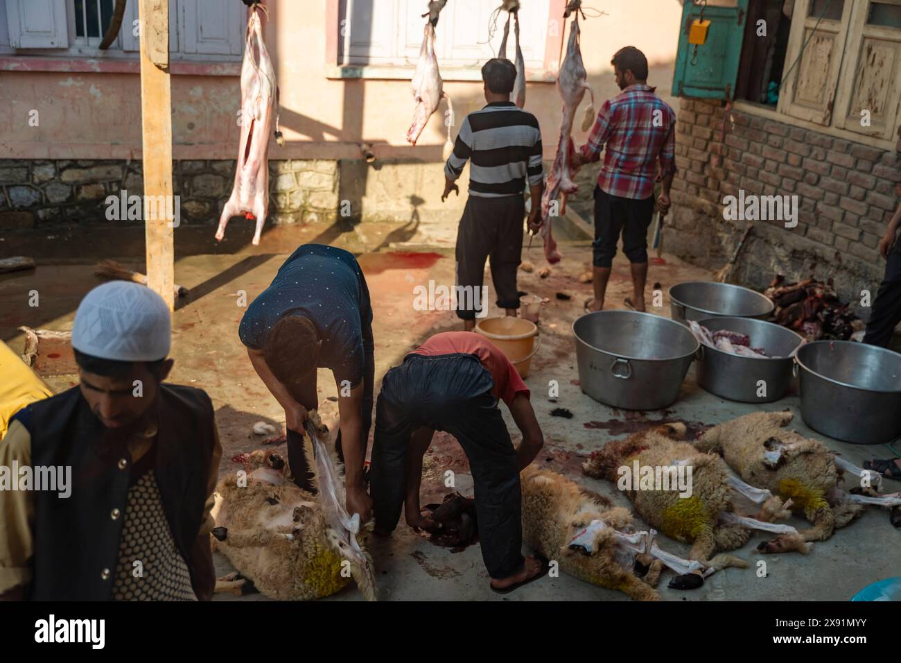 Kashmiri butchers prepare a freshly slaughtered sheep for the ...