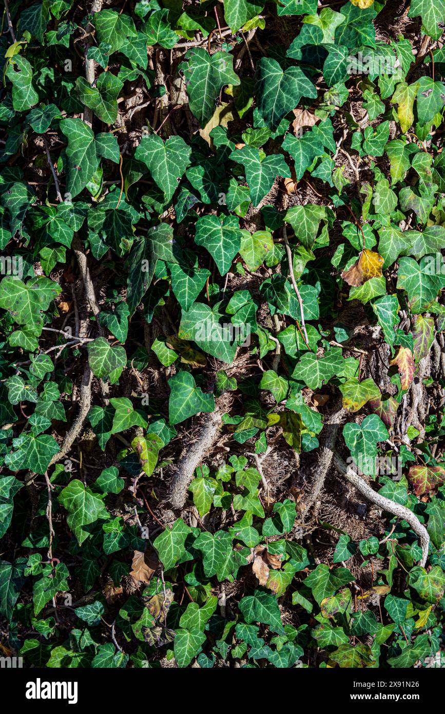 Hedera helix L. ivy texture background pattern , fresh new young ...