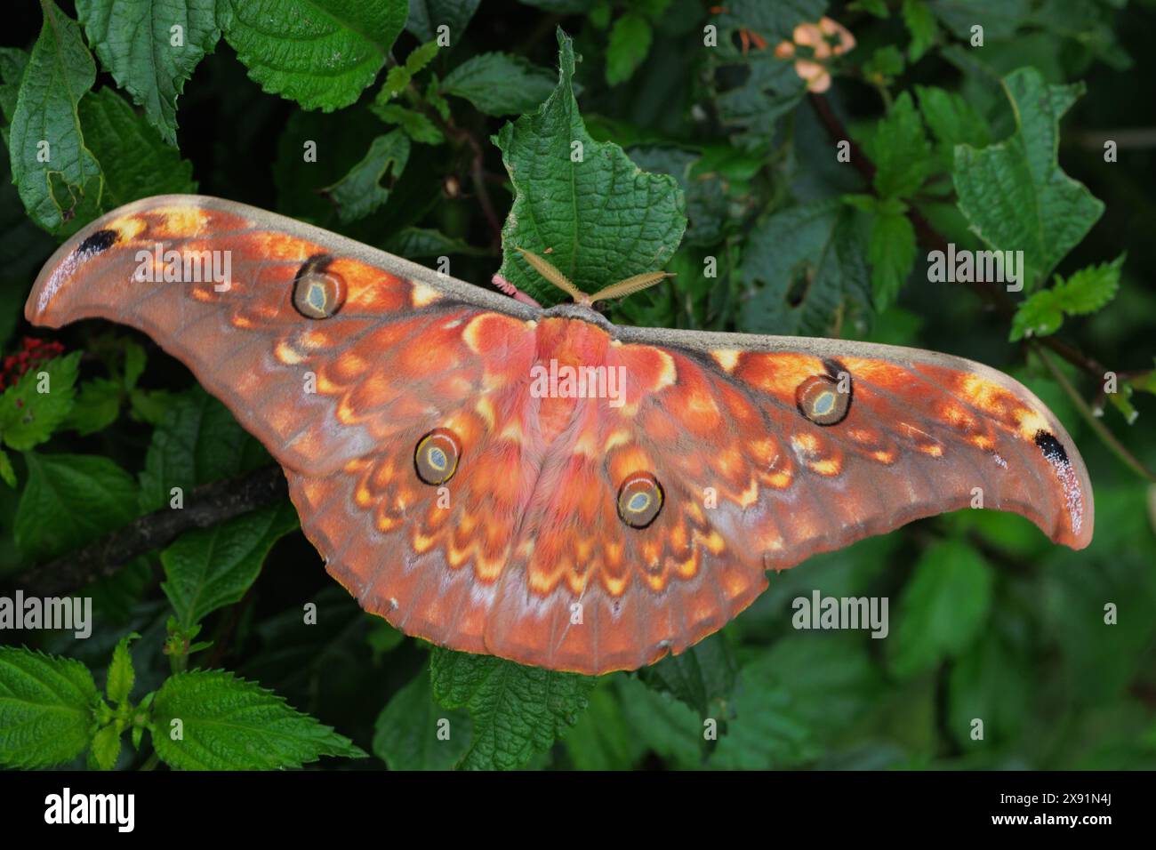 Male Antheraea larissa standing on a lantana plant, Malaysia Stock ...
