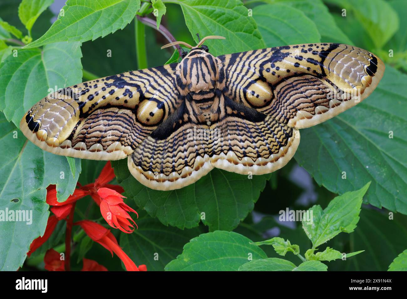 Brahmaea hearseyi is a large moth with amazing abstract patterns ...