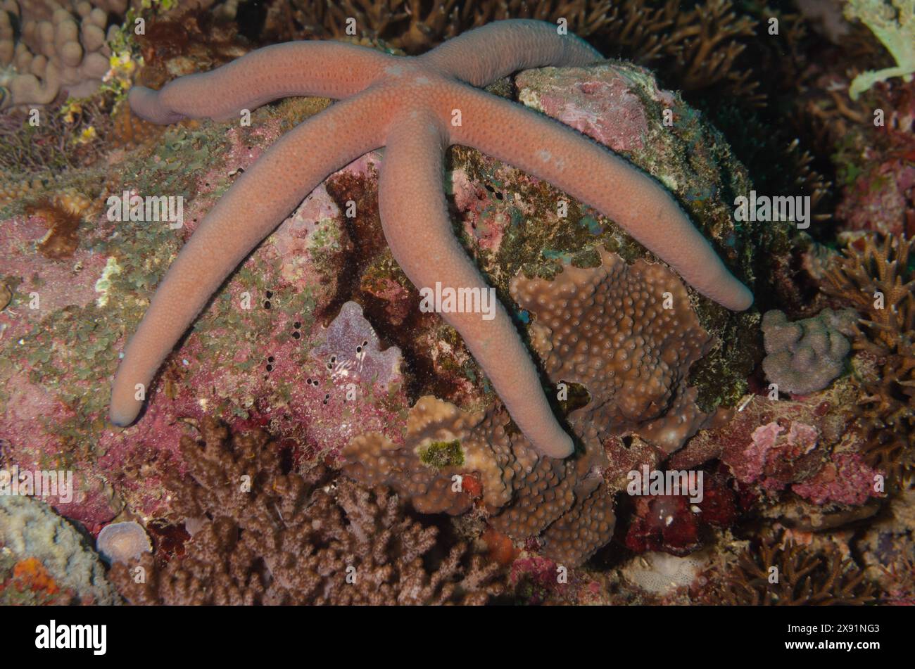 Common Comet Star, Guilding's sea star, Linckia guildingi ...