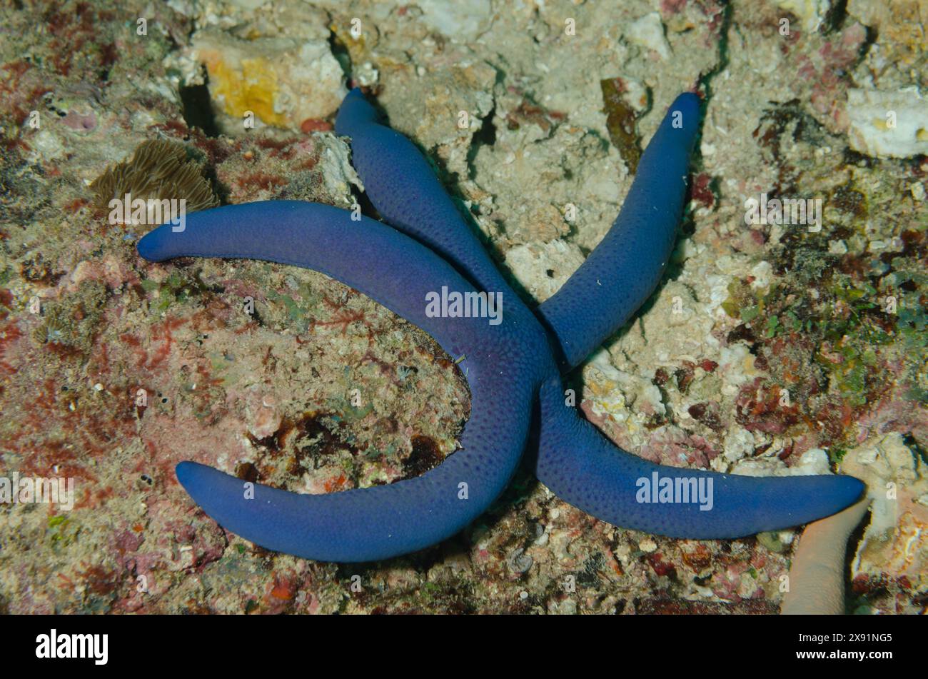 Blue sea star, Linckia levigata, Ophidiasteridae, Watamu Marine Nationa ...