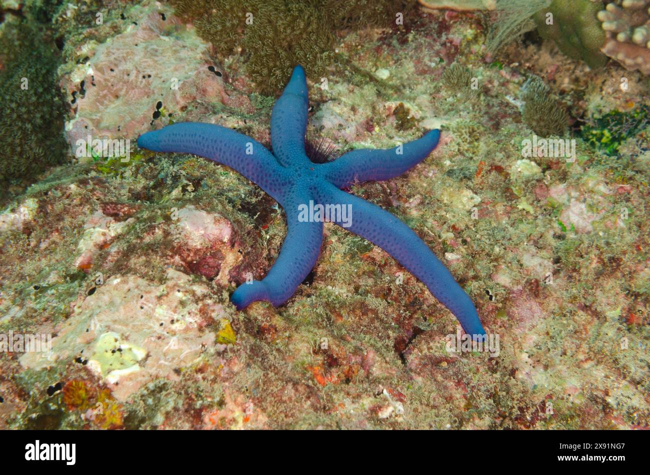 Linckia levigata hi-res stock photography and images - Alamy