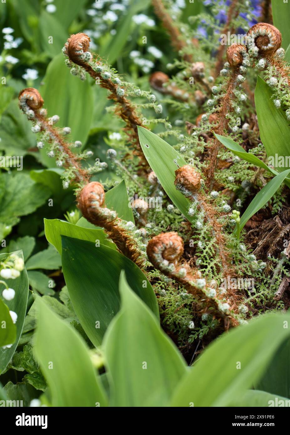Fiddlehead fern and green leaves in the Hermannshof Gardens in Weinheim ...