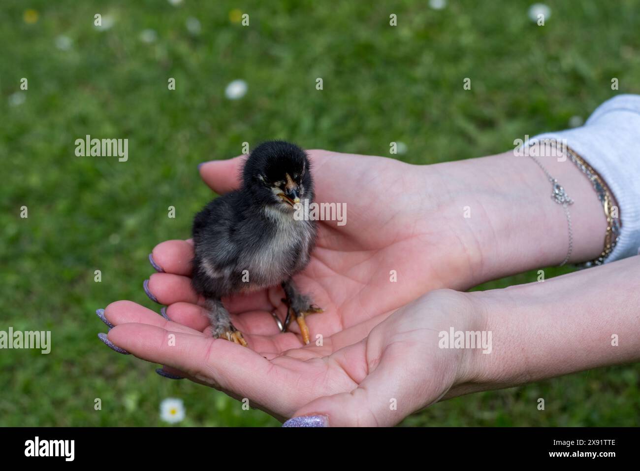 Little black chick on girl hands palm. Cute newborn animal Stock Photo ...