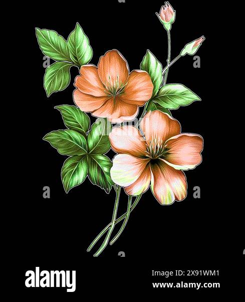 Abstract botanical motifs Stock Vector Images - Alamy