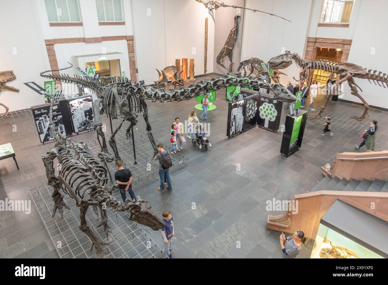 Frankfurt, Germany - May 21, 2024: dinosaur skeletons in Frankfurt's ...