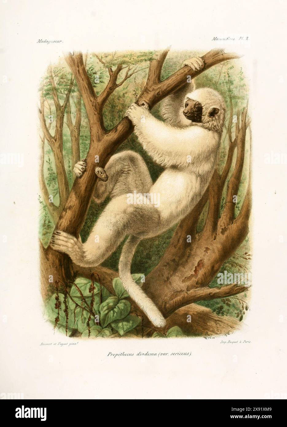 Diademed sifaka, Propithecus diadema, an endangered lemur of Madagascar ...