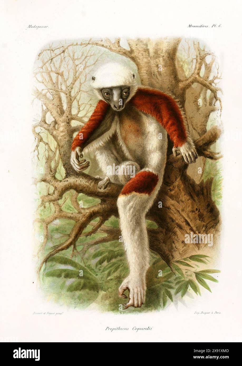 Coquerel's sifaka, Propithecus coquerelii, a critically endangered ...