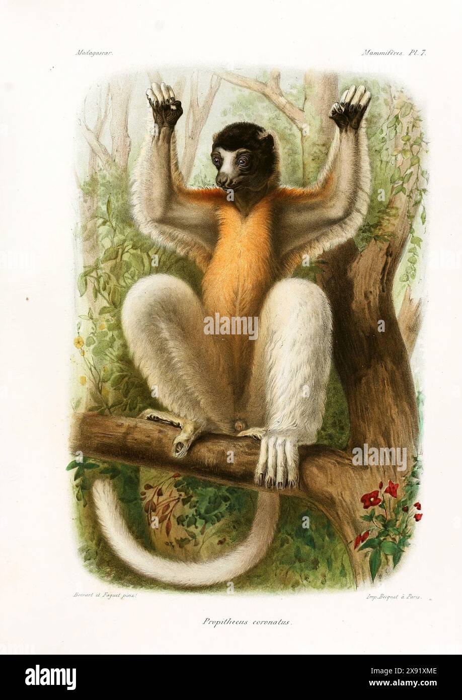 Crowned sifaka, Propithecus coronatus, a lemur of Madagascar. Art Book ...