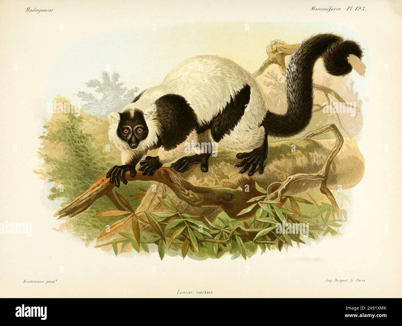 Lithograph of lemur hi-res stock photography and images - Alamy