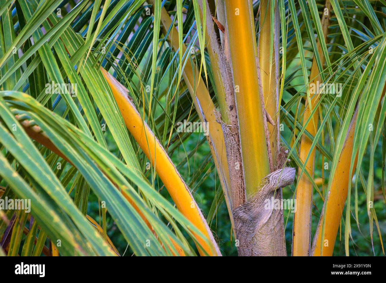 Coconut palm tree fronds and fiber; Kapuaiwa Royal Coconut Grove ...