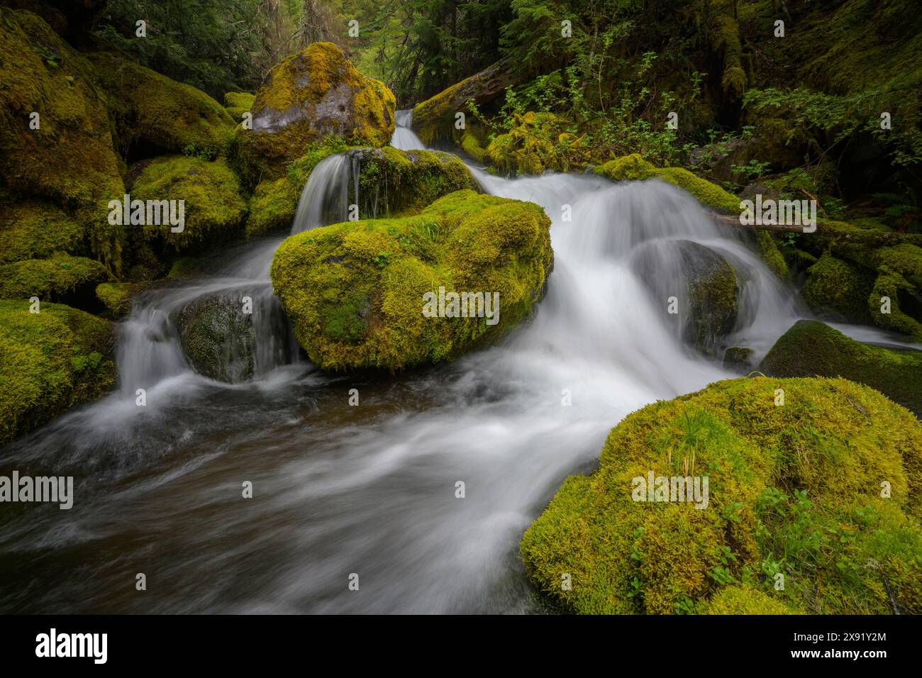 Black Creek finds it way through moss-covered boulders; Willamette National Forest, Cascade ...