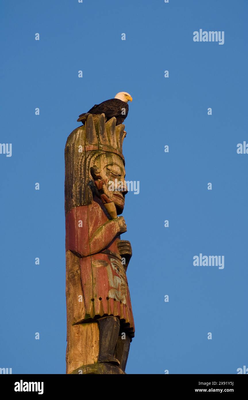 Bald eagle sitting on top of totem pole at Totem Bight State Park ...